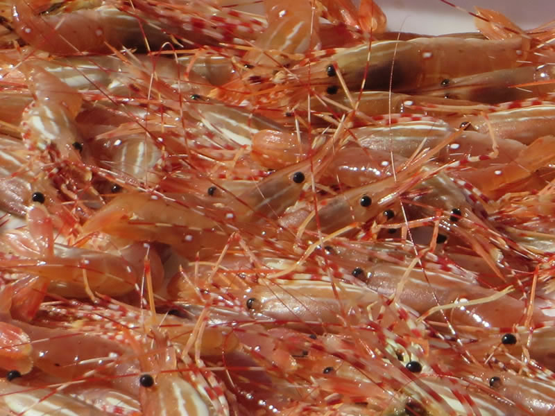 Prawn Recipes - 6 ways to cook Prawns and Shrimp