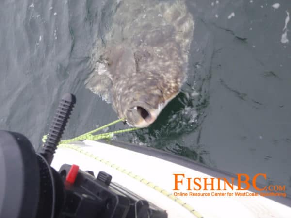 How to Land a Halibut - Best Tips and Equipment To Bring Halibut On the ...